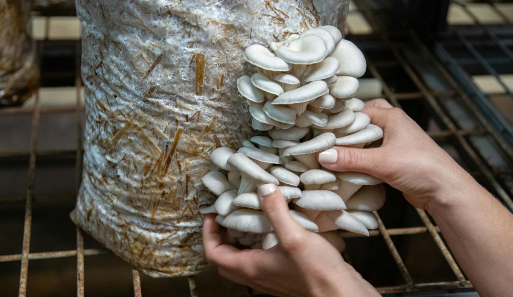 Boom Mushroom Bars: A Delicious Fusion of Flavor and Function - My ...