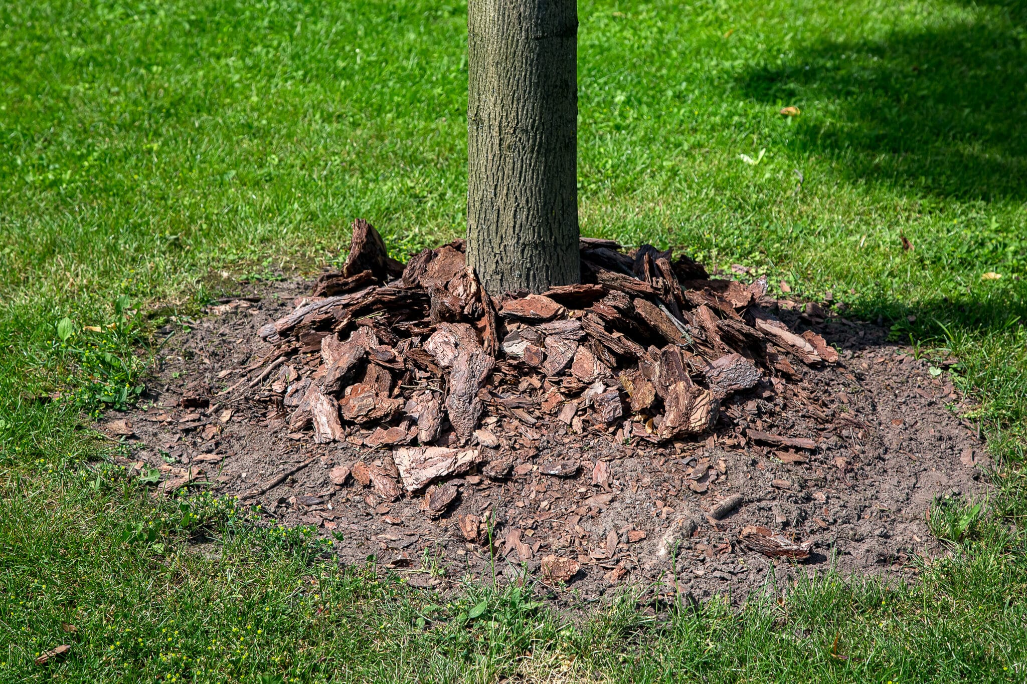 How to Mulch Trees for Winter Protection - My Daily UK Blog